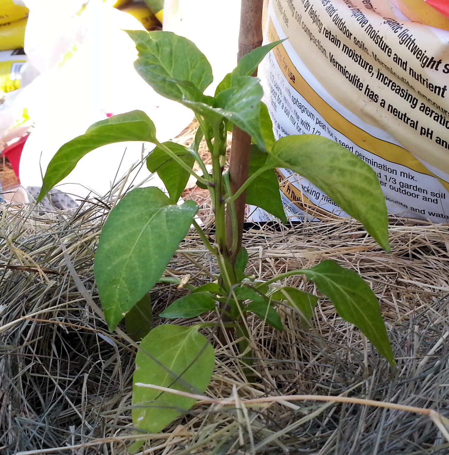 Pruning Pepper Plants - Homegrown Peppers